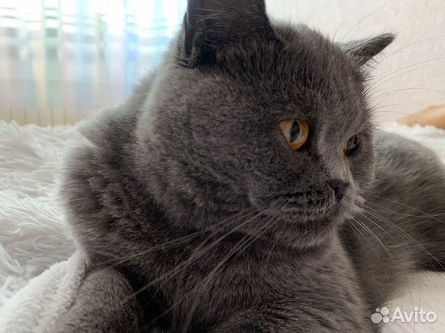 Кошка британка