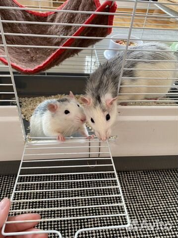 Декоративные крысы