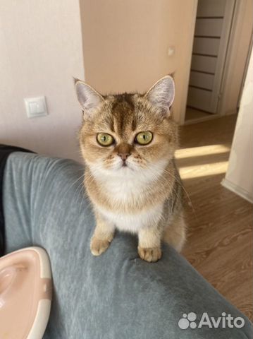 Кошка золотая шиншилла
