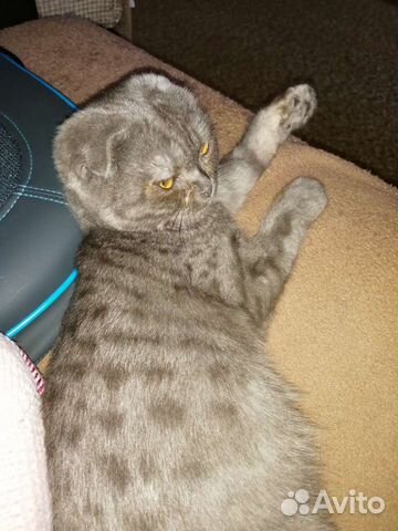 Шотландская вислоухая кошечка, 5 месяцев, цвет дым