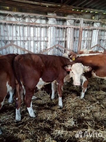 Бычки и быки