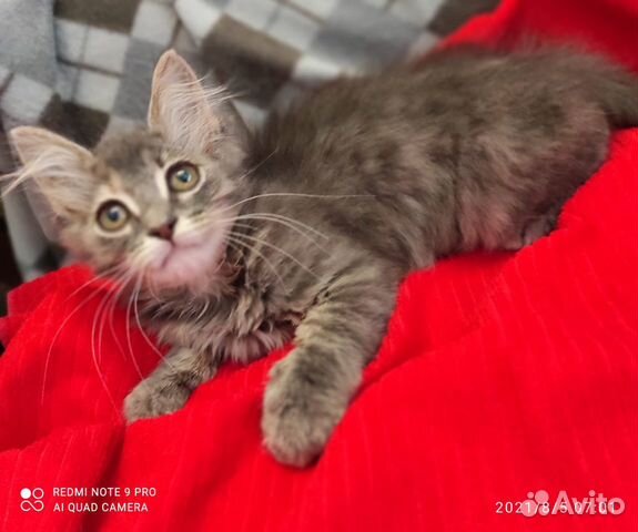 Котенок Варя ищет дом