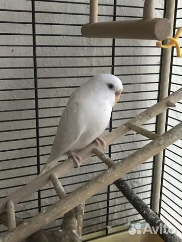 Волнистый попугай самка