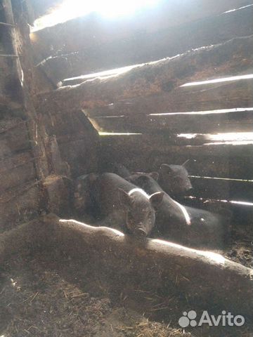 Вьетнамские поросята