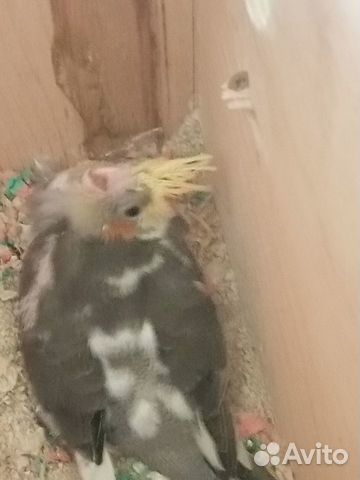 Продам птенца кареллы