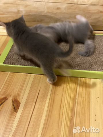 Британские котята