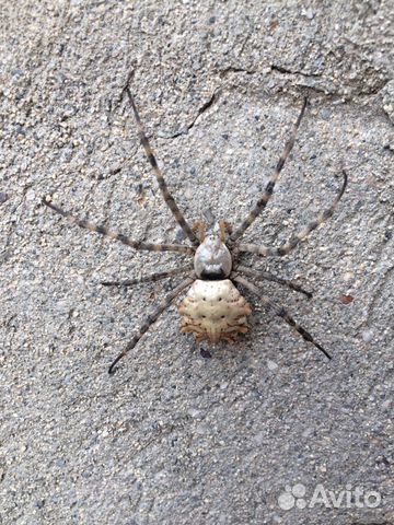 Паук-оса,Агреопа-дольчатая