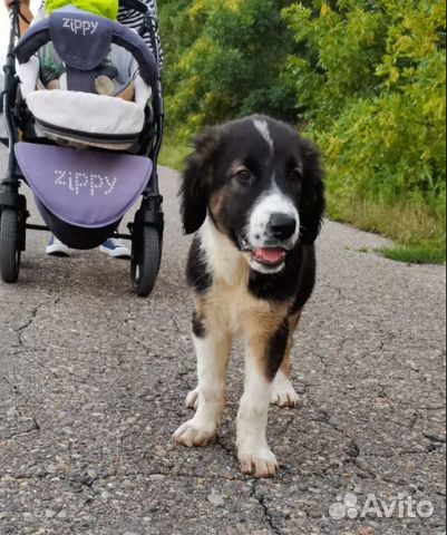 Ищет дом щенок средней Собачки Иви