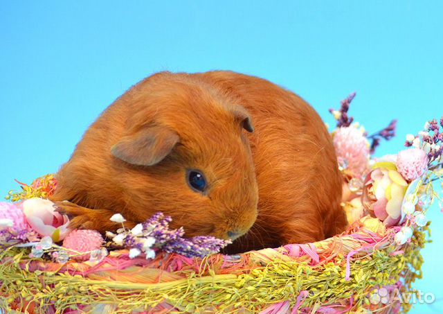 Малыш мальчик морской свинки