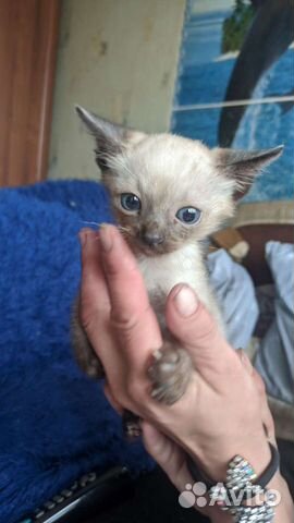 Меконгский бобтейл мальчик