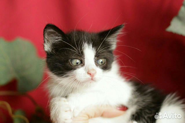 Маленький куклёнок