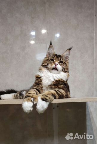 Поликрасавчик Цезарь