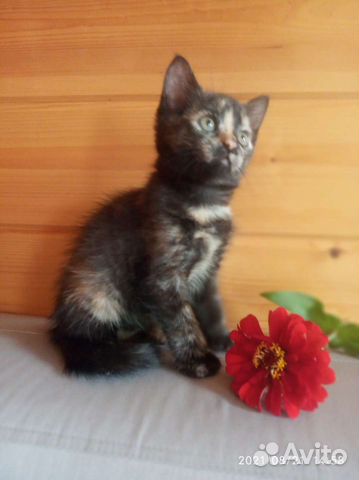 Кошка