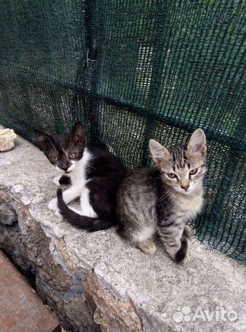 Кошечка и котик