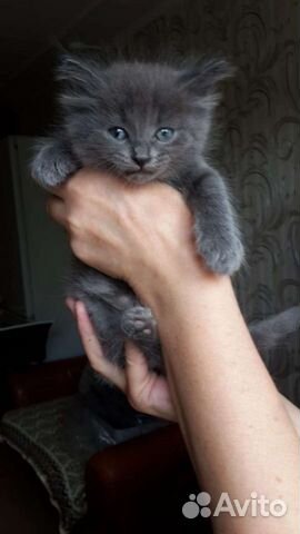 Кошка в дар