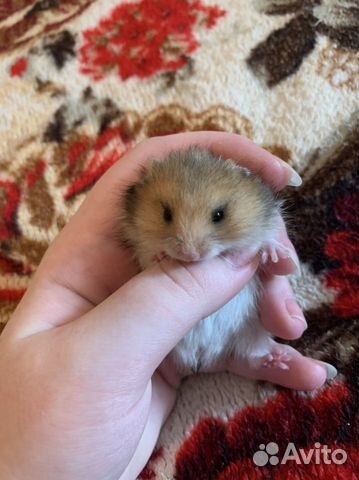 Серийские хомяки