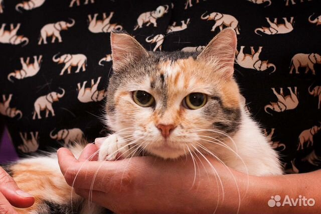 Разноцветная красавица метис британ.породы Люся