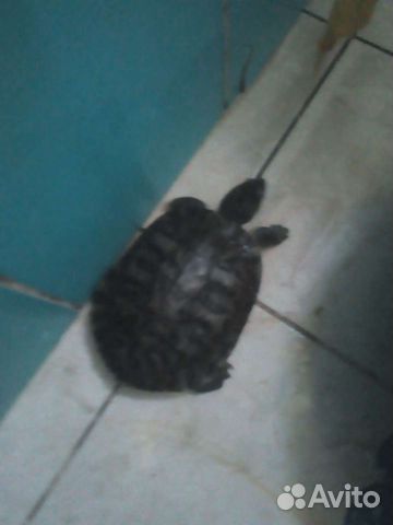 Красноухая черепаха самец