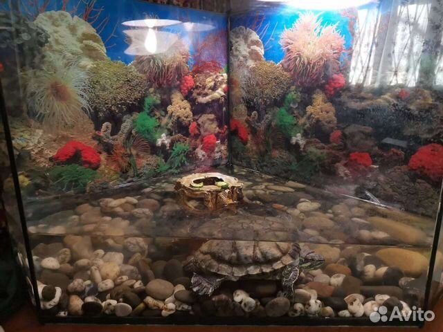 Черепаха вместе с аквариумом