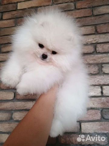 Померанский шпиц мальчик