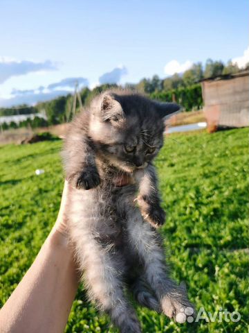Котенок