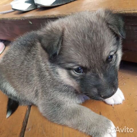 Ласковый щенок (мальчик)