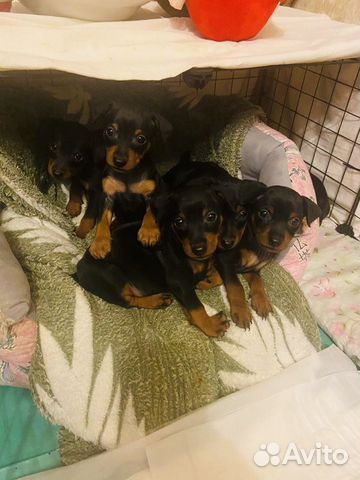 Цвергпинчер