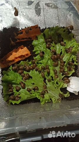 Улитки ахатины бесплатно