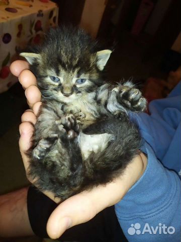 Котята в добрые руки даром
