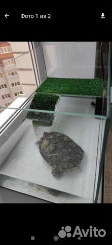 Красноухая черепаха с аквариумом