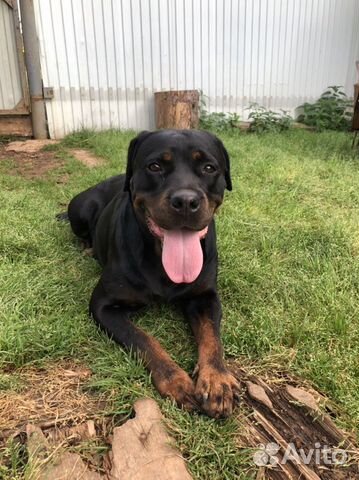 Вязка ротвейлера