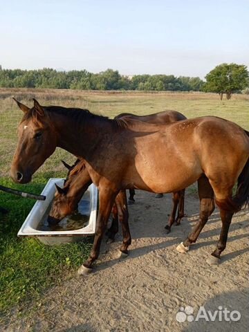 Жеребец 2 года обмен на барашек