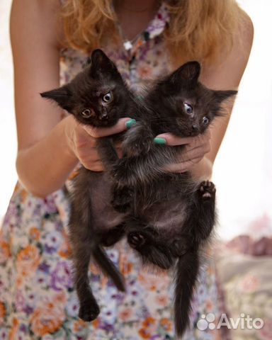 Котята мальчики бесплатно