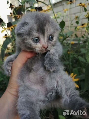 Милые шотландские котята ищут дом