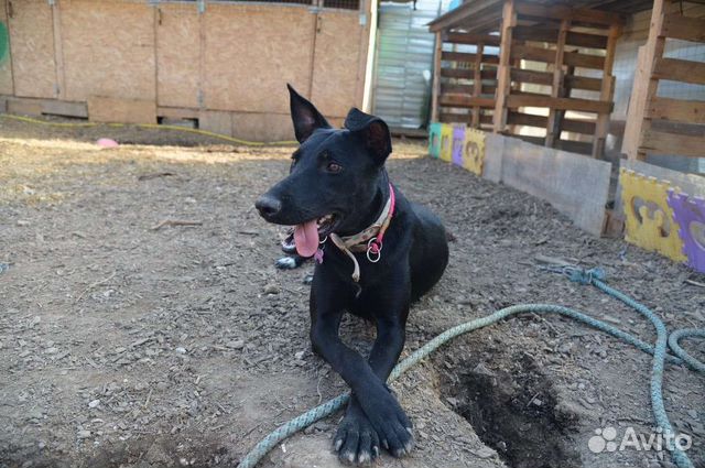 Собака Чара ищет дом и своего человека