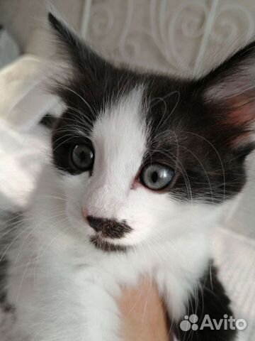 Кошки в добрые руки бесплатно