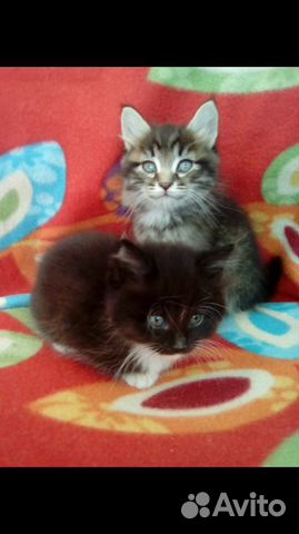 Сибирские котята