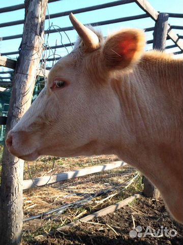 Корова молодая, стельная