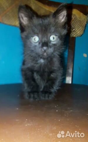 Котёнок чёрный