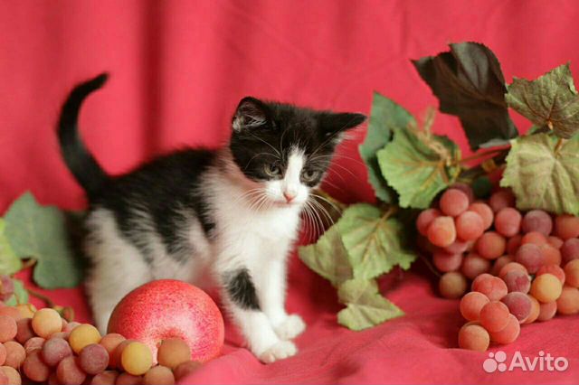 Очень ласковая кнопочка ищет маму