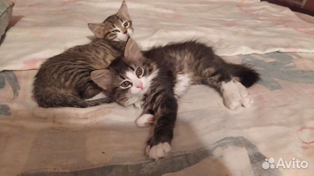Котята бесплатно