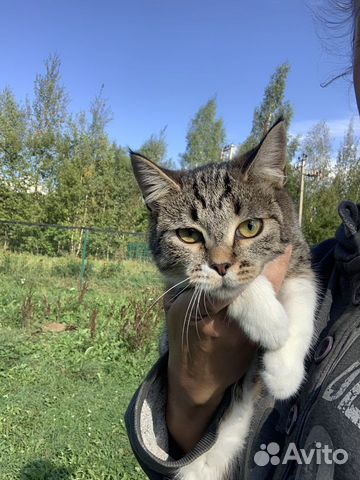 Котенок з прибиа в добрве руки, в дар