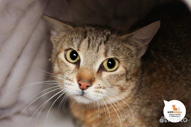 В глазах Иссии надежда на частичку счастья