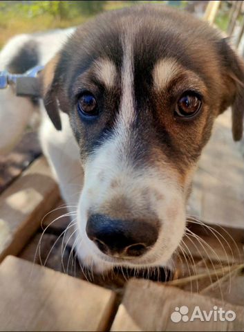 Лайма ищет дом