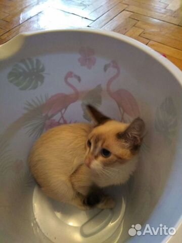 Красотуля 4 мес. ищет дом