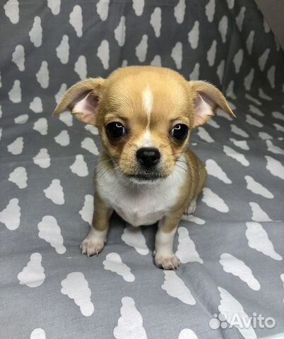 Чихуахуа девочка