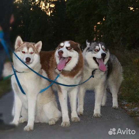 Собака