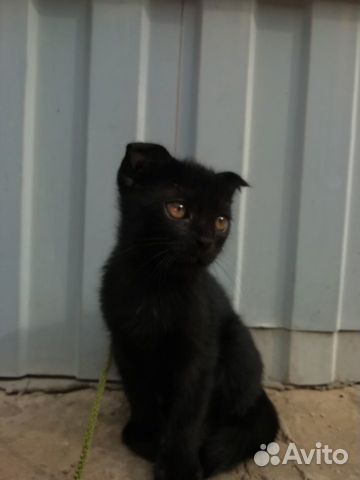Котенок ищет дом