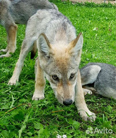 Волк, волчата