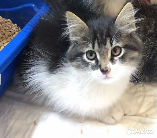 Сибирская метис мальчик (1,5 мес)